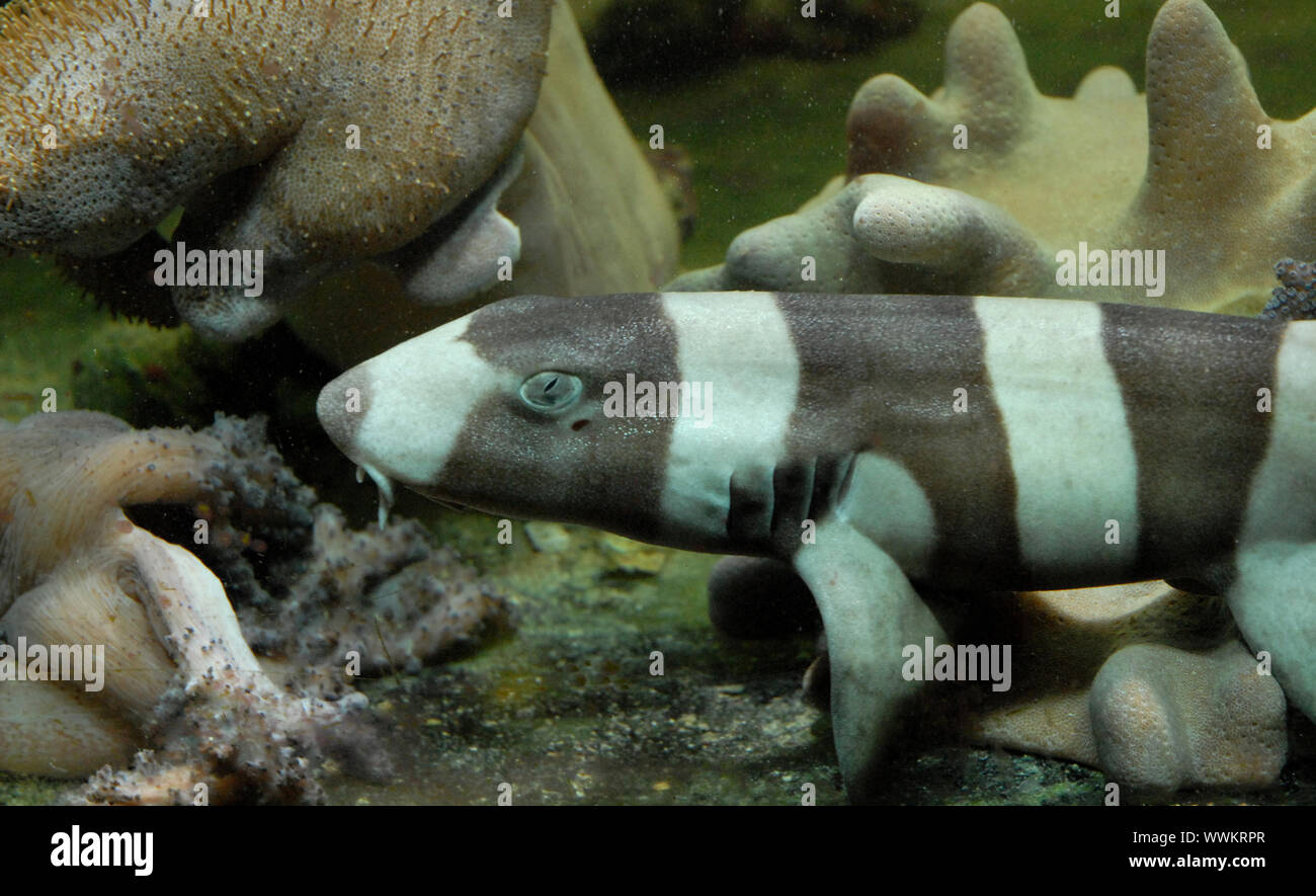 Petite roussette requin Banque de photographies et d’images à haute ...