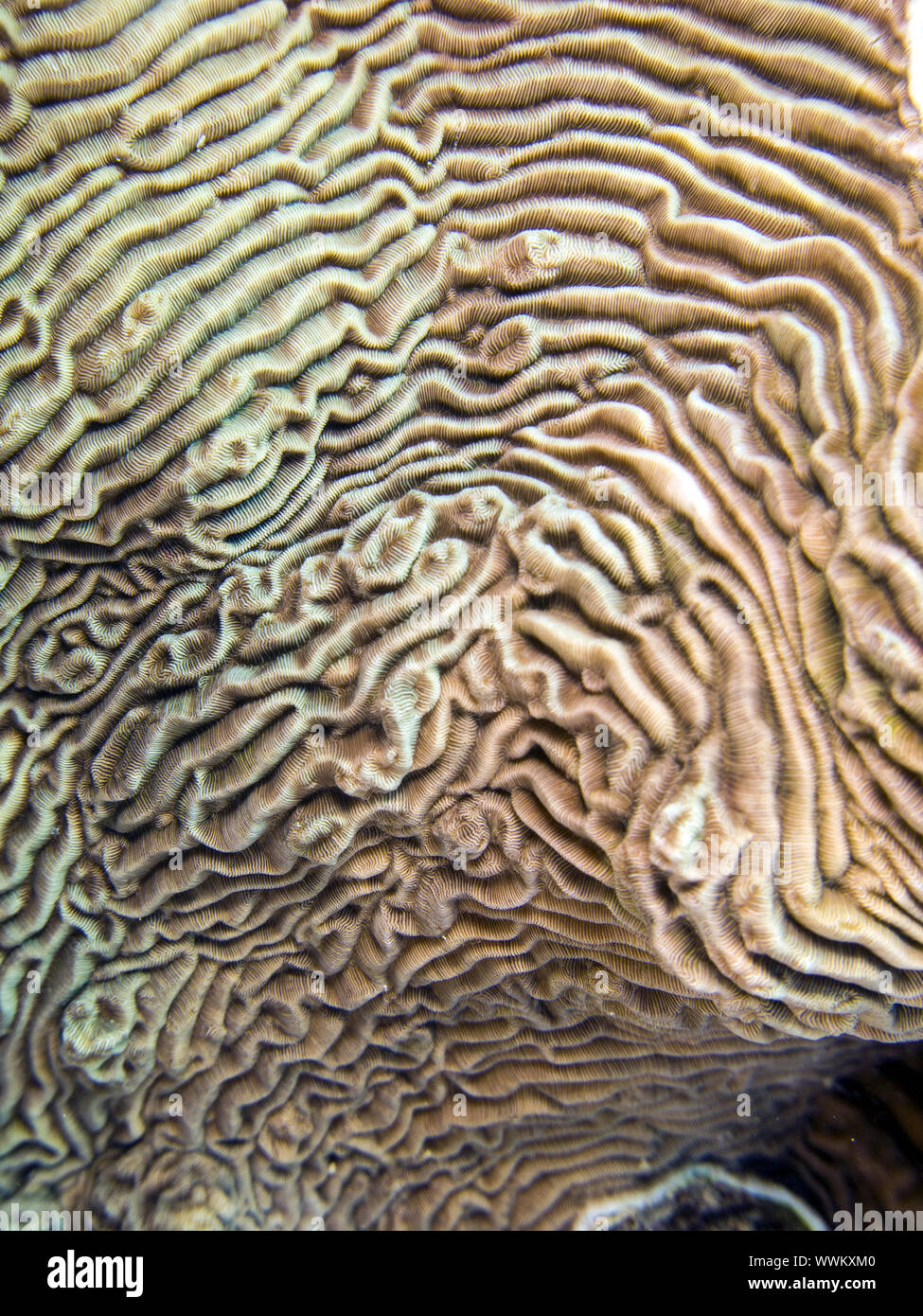 Faune de la mer rouge Banque de photographies et d’images à haute ...