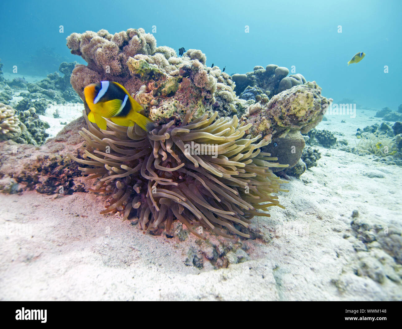Poissons de la mer rouge Banque de photographies et d’images à haute ...