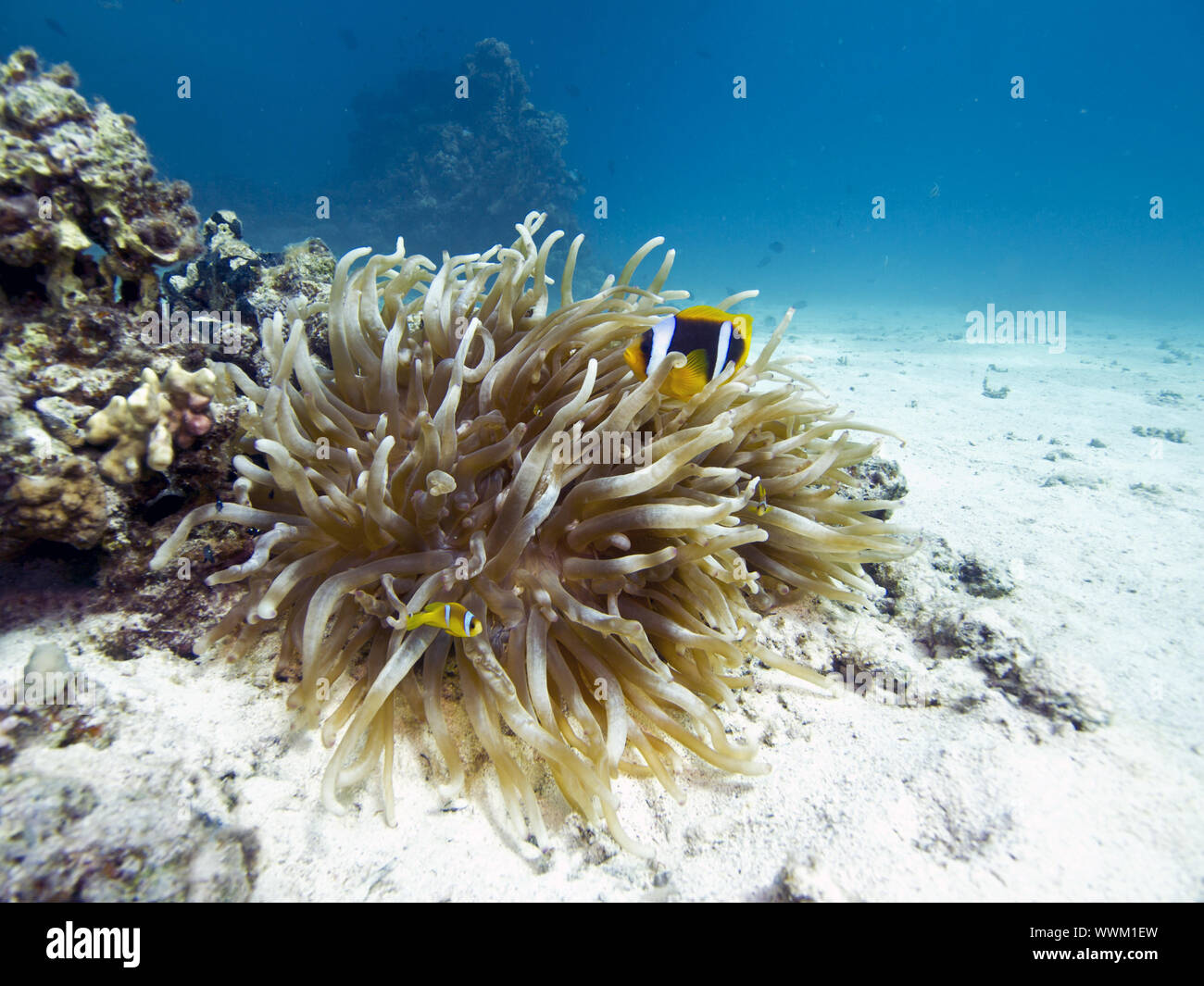 Poissons de la mer rouge Banque de photographies et d’images à haute ...