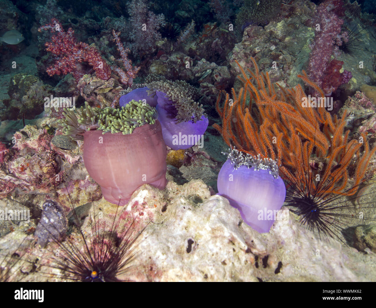 Magnificent sea anemone Banque de photographies et d’images à haute résolution - Alamy