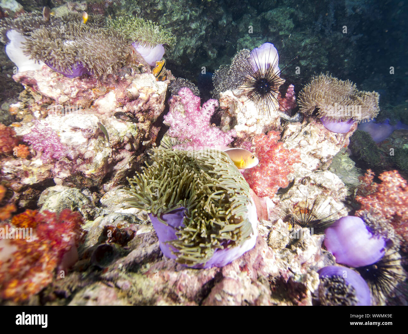 Magnificent sea anemone Banque de photographies et d’images à haute résolution - Alamy