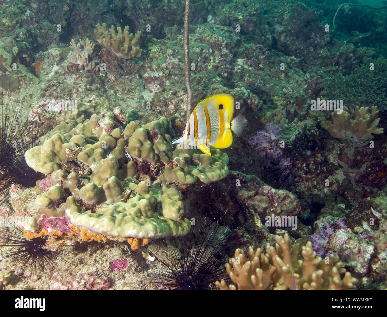 Chelmon rostratus Banque de photographies et d’images à haute ...