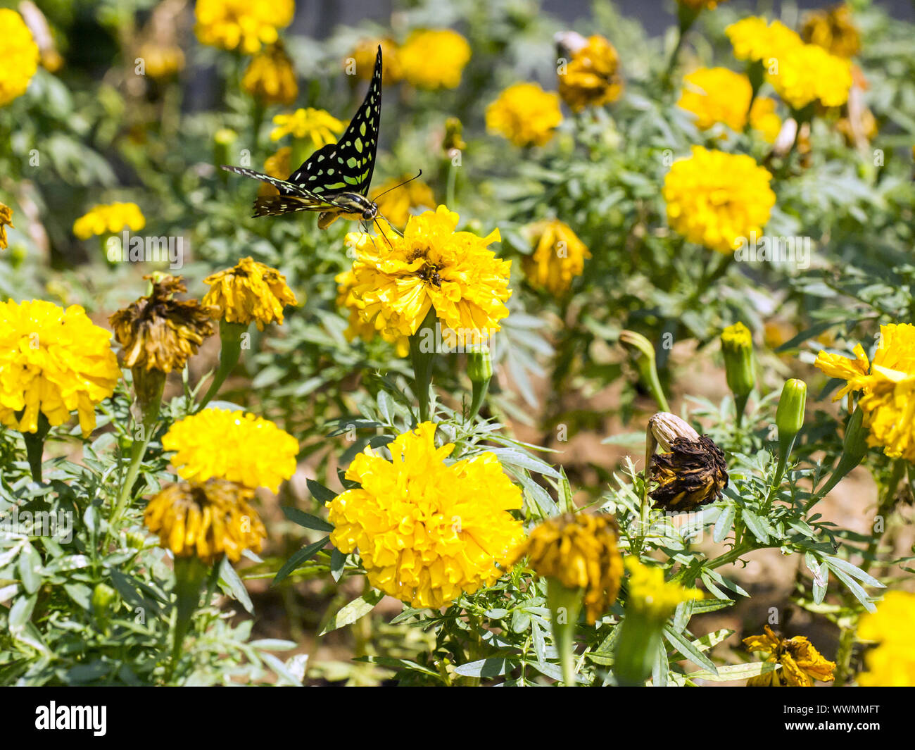 Geai à queue Banque de photographies et d’images à haute résolution - Alamy