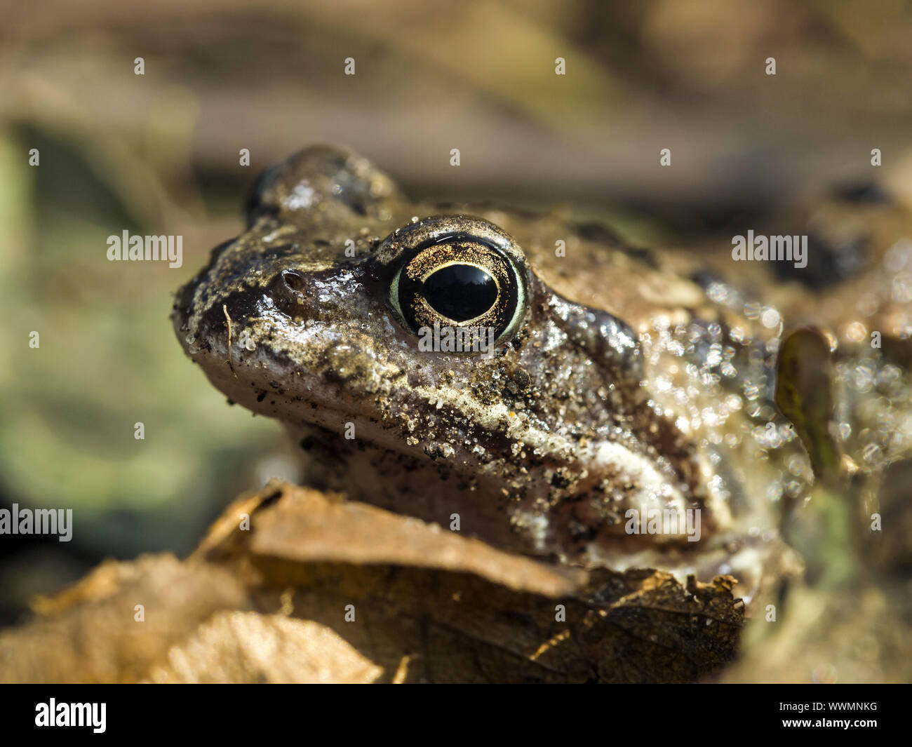 Grenouille amphibiens Banque de photographies et d’images à haute ...