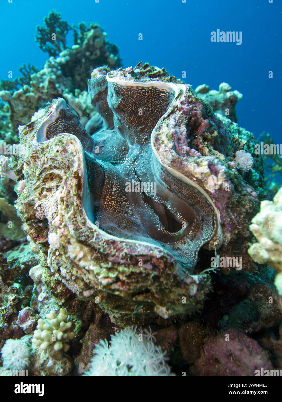 Coquille de palourde géante Banque de photographies et d’images à haute ...