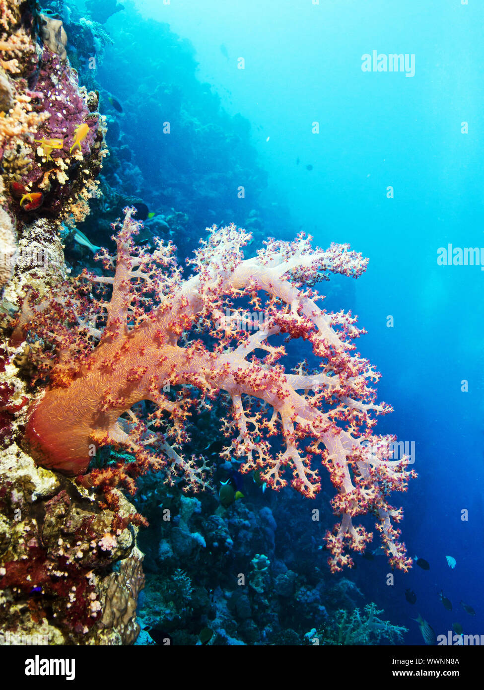 Animal corail Banque de photographies et d’images à haute résolution ...