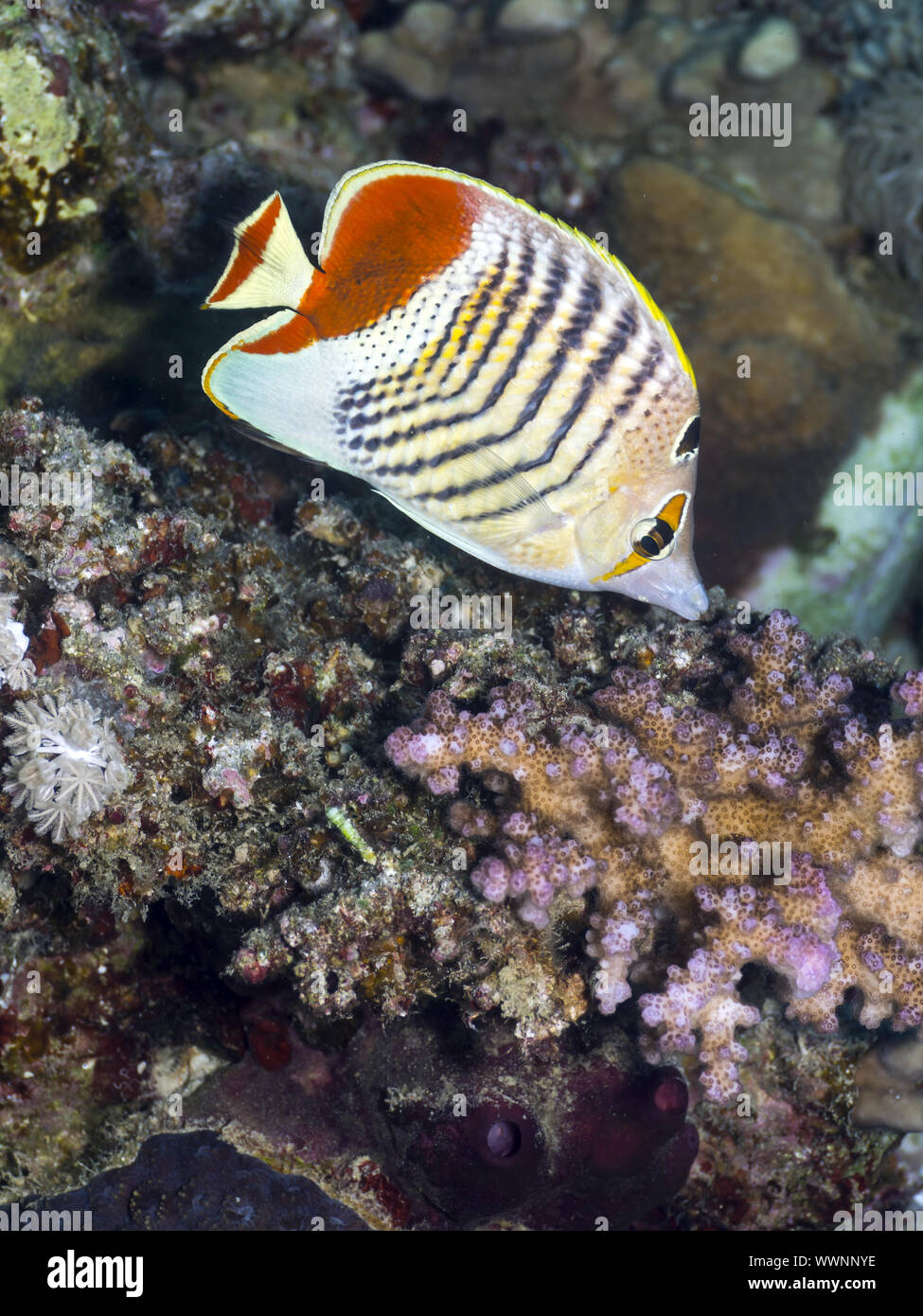 Poisson papillon eritrean de la mer rouge chaetodon paucifasciatus ...