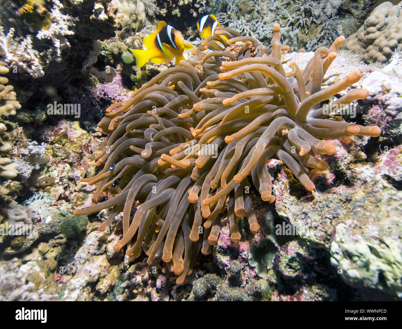 Poisson clown de mer rouge amphiprion bicinctus Banque de photographies ...