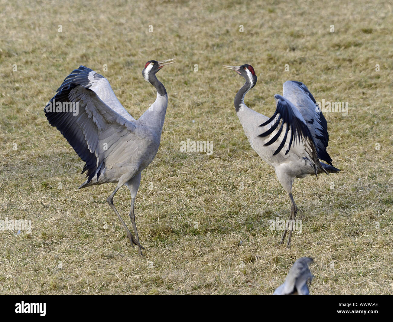 Little brown crane Banque de photographies et d’images à haute ...