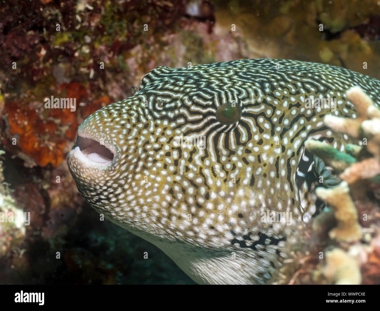 Carte du poisson globe Banque de photographies et d’images à haute ...