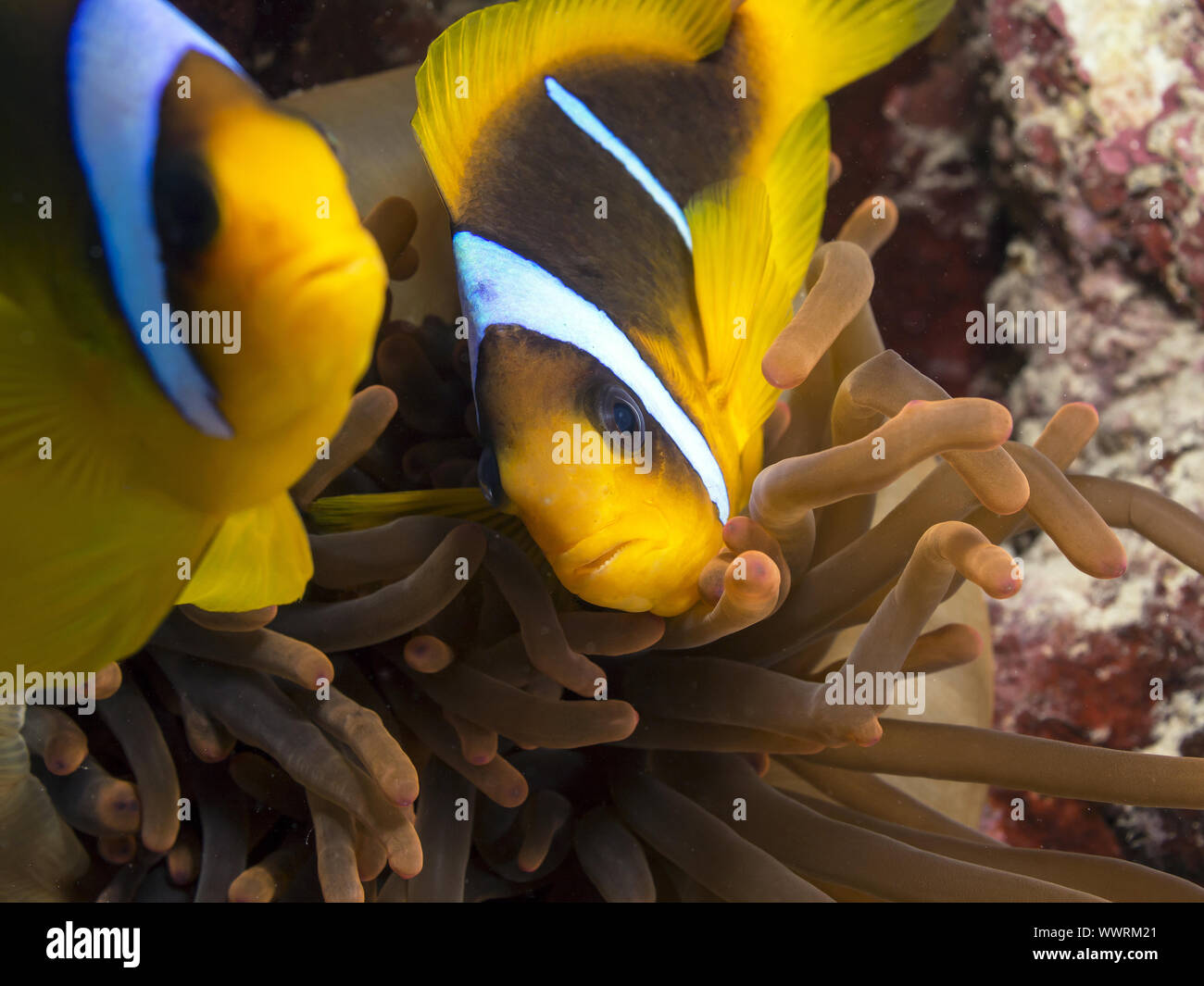 Faune de la mer rouge Banque de photographies et d’images à haute ...