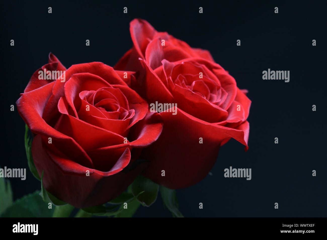 Deux roses rouges Banque de photographies et d’images à haute ...
