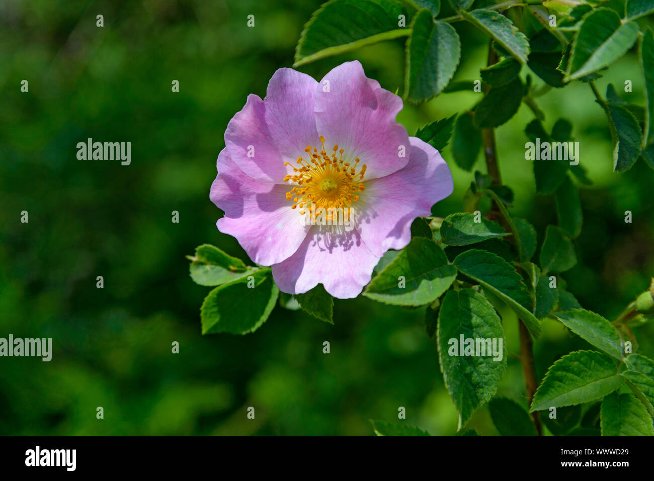Eglantine flower Banque de photographies et d’images à haute résolution ...