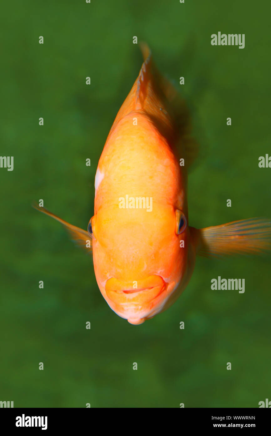 Poisson or Banque de photographies et d’images à haute résolution - Alamy