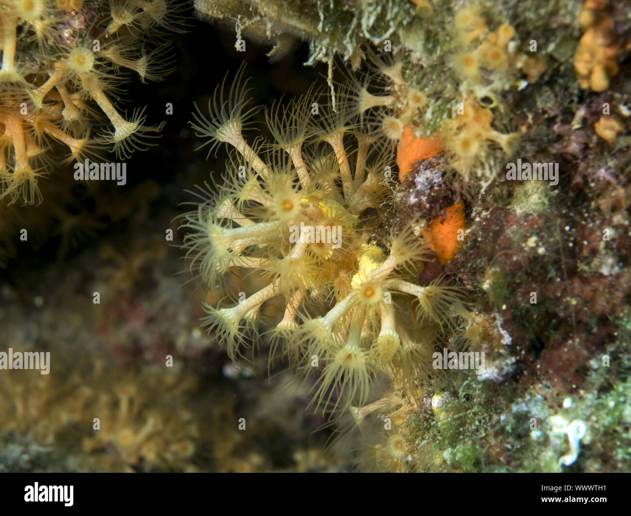 Yellow cluster anemone Banque de photographies et d’images à haute résolution - Alamy