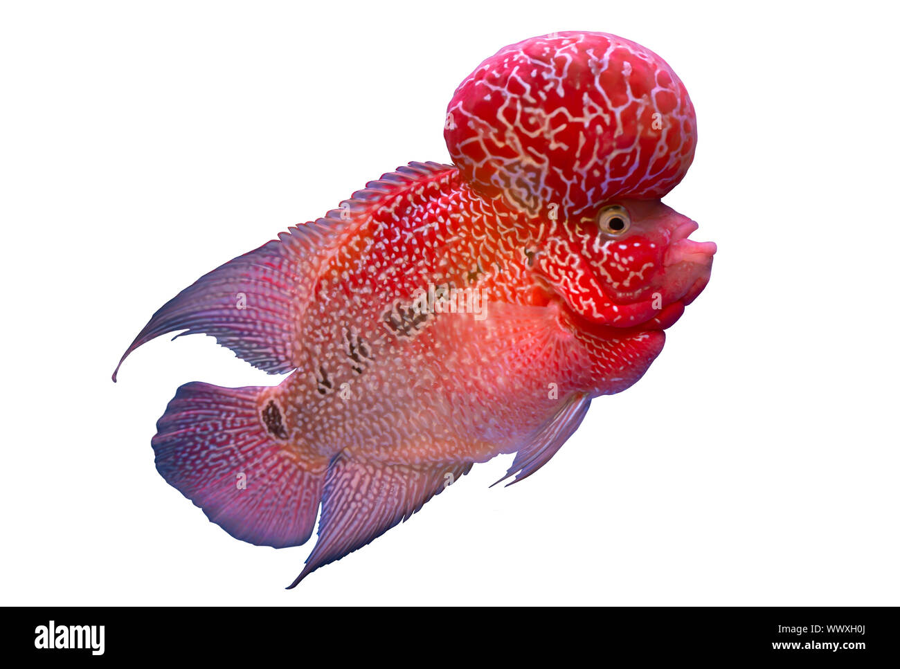 Poissons cornet Banque de photographies et d’images à haute résolution ...