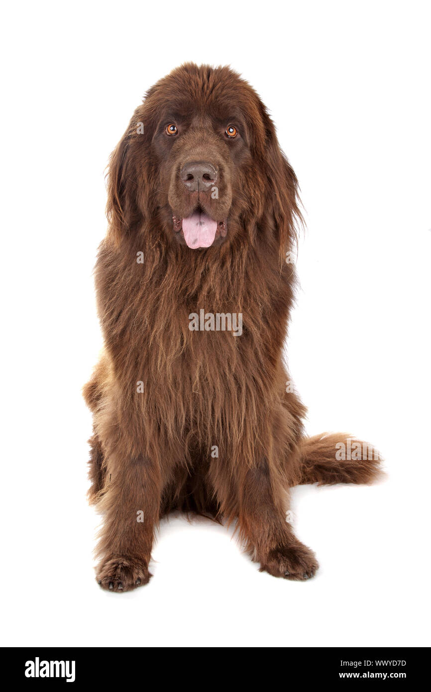 Chien terre neuve brun Banque de photographies et d’images à haute ...