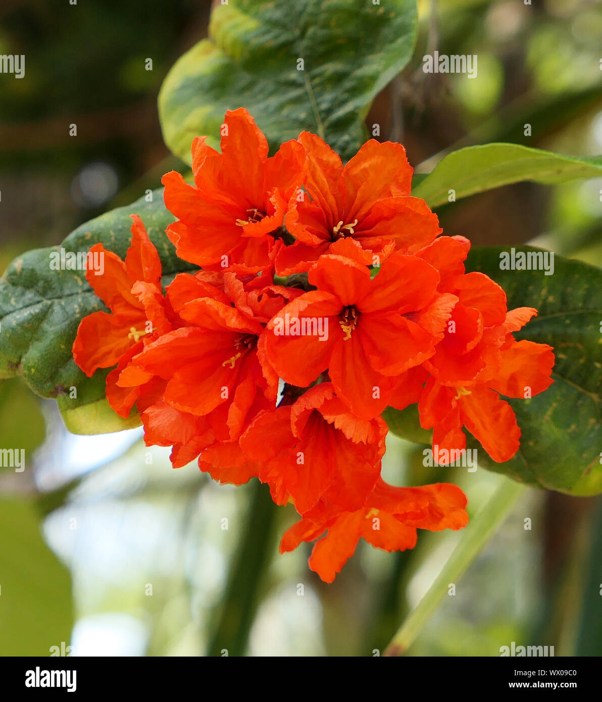 Jatropha rouge Banque de photographies et d’images à haute résolution ...