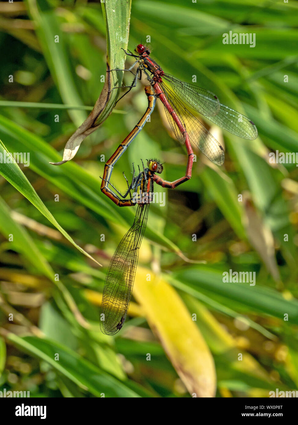 Accouplement de demoiselle rouge Banque de photographies et d’images à ...