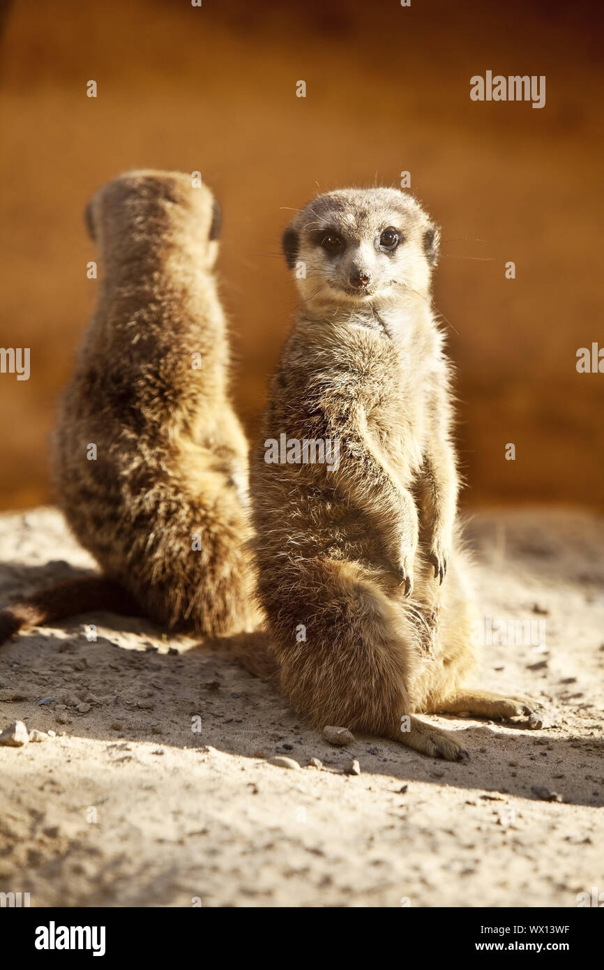 Zoo et fossile bochum Banque de photographies et d’images à haute ...