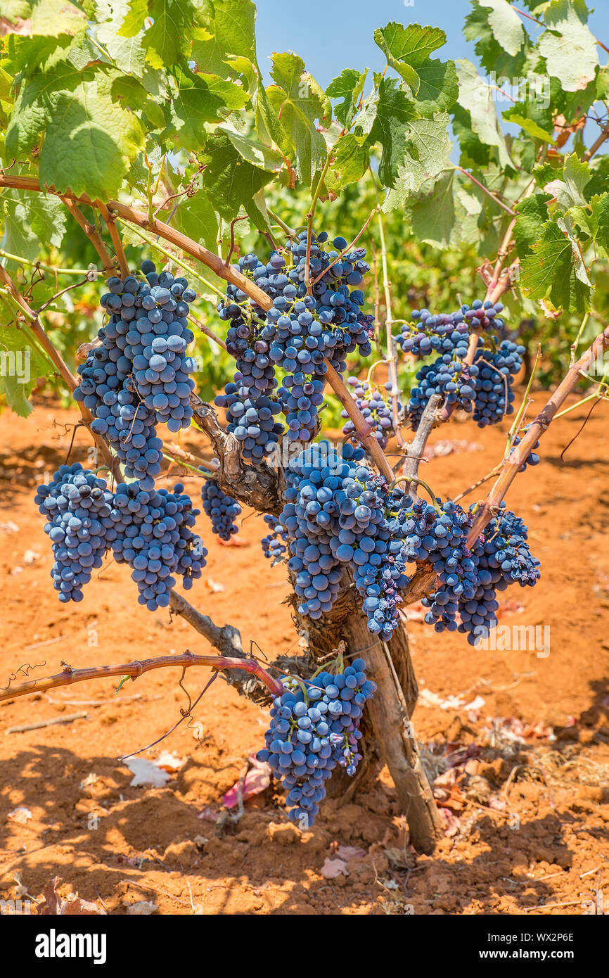 Plante aux raisins bleus Banque de photographies et d’images à haute ...