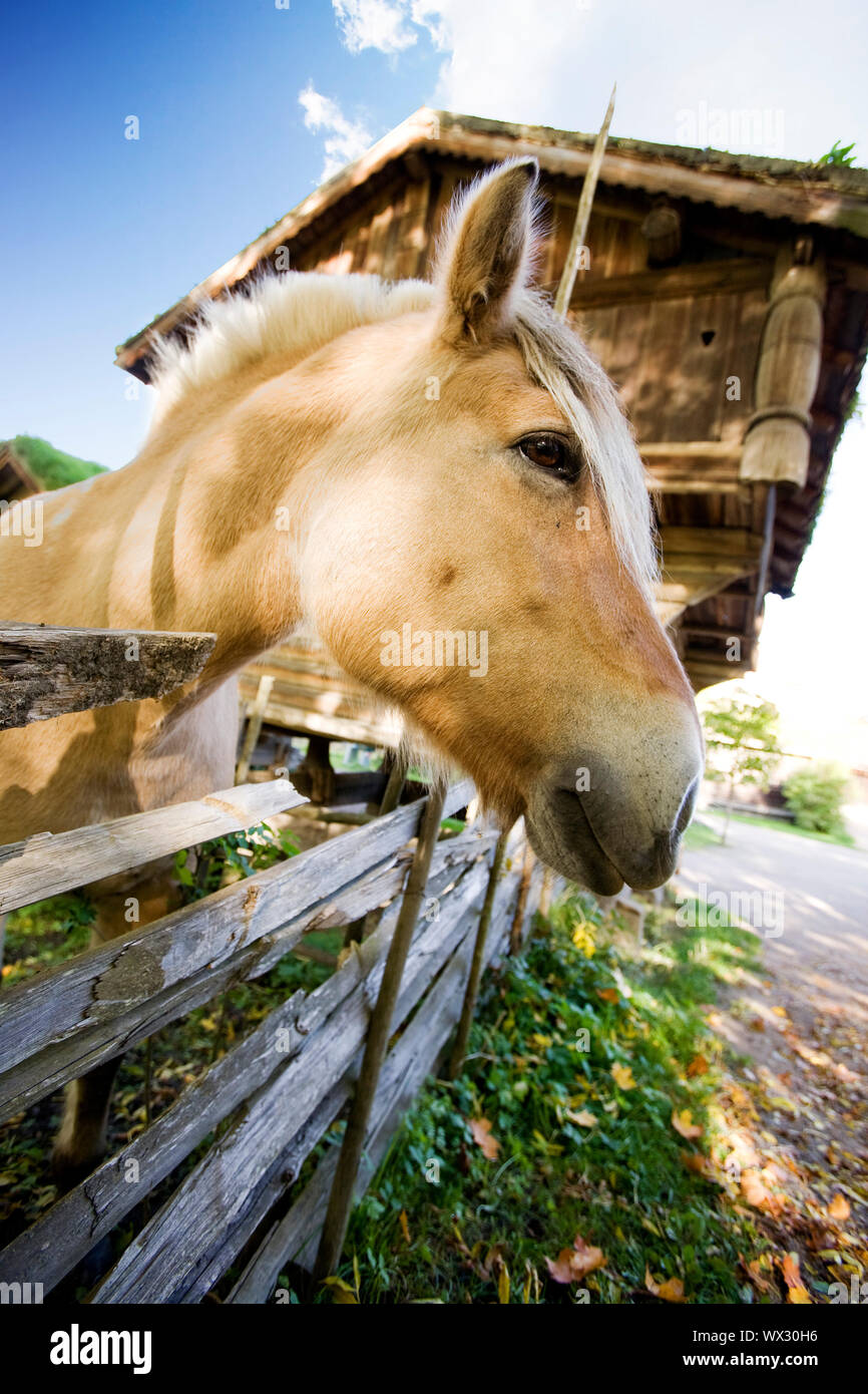 Cheval de fjord norvégien Banque de photographies et d’images à haute ...