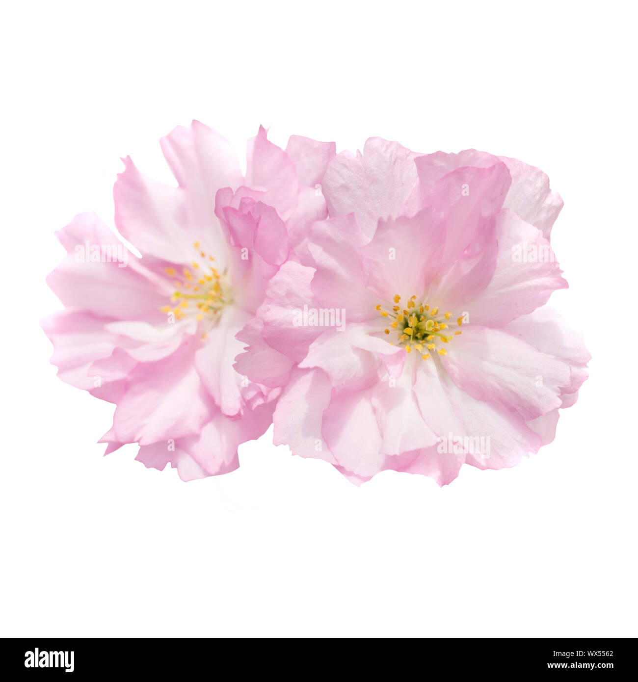 Sakura japon Banque d'images détourées - Alamy