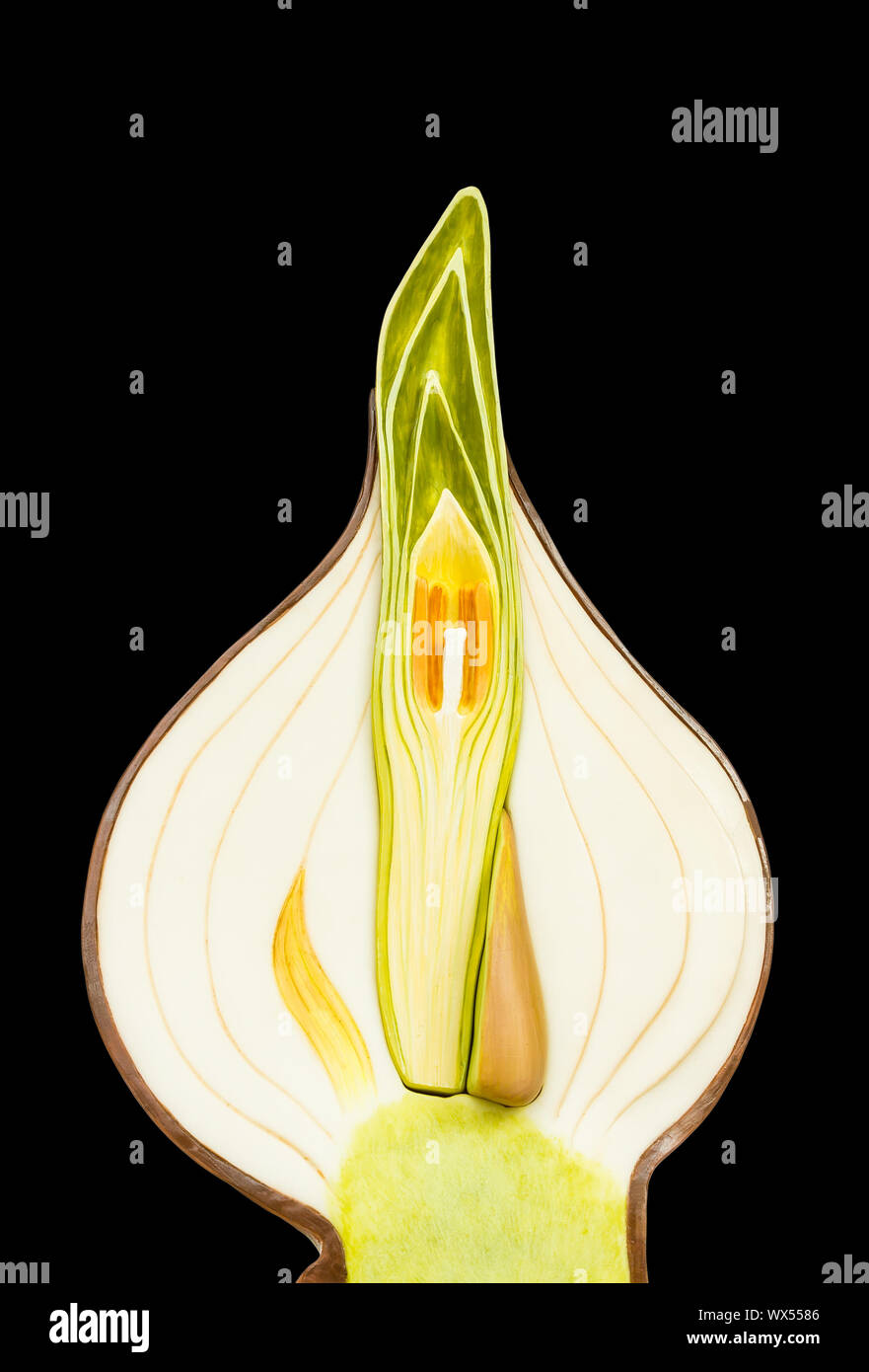Modèle de l'oignon de germination sur fond noir Photo Stock - Alamy