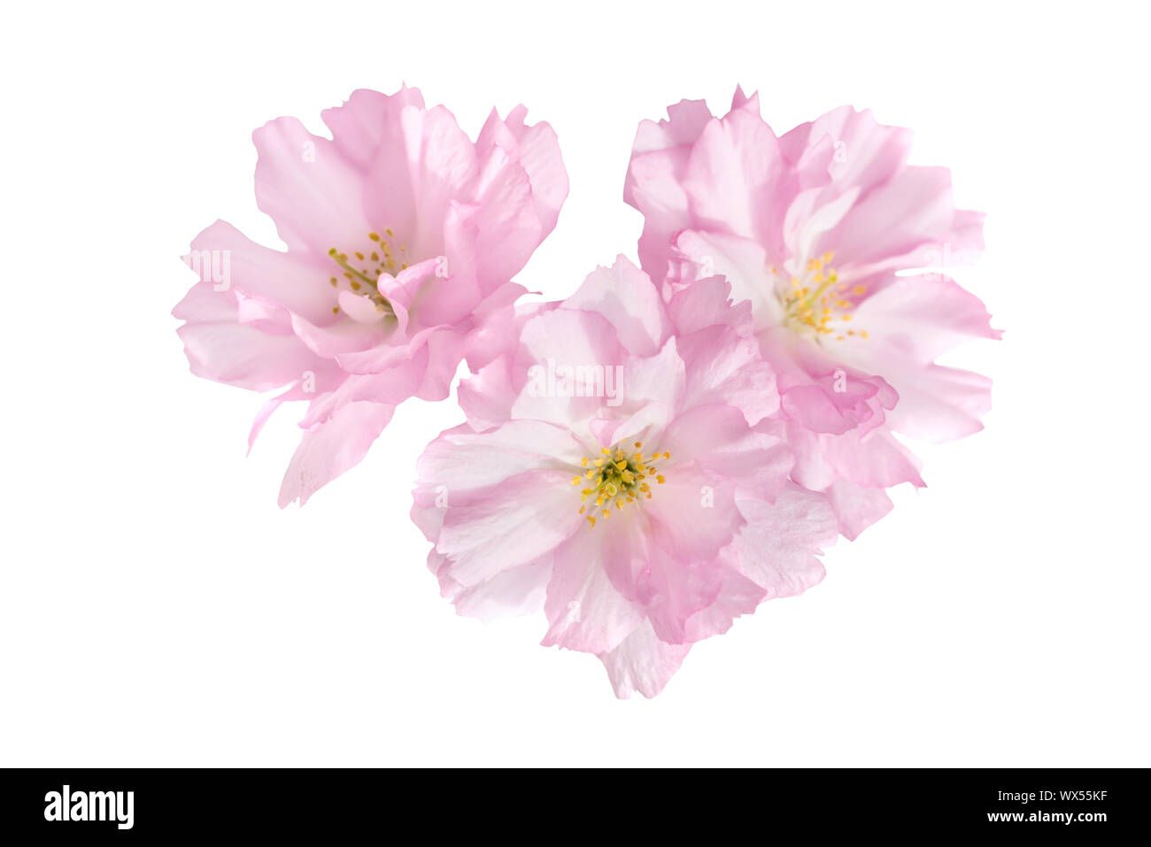 Sakura printemps japon Banque d'images détourées - Alamy