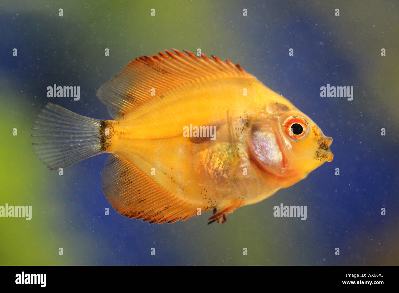 Bassin de baignade en eau douce Banque de photographies et d’images à ...