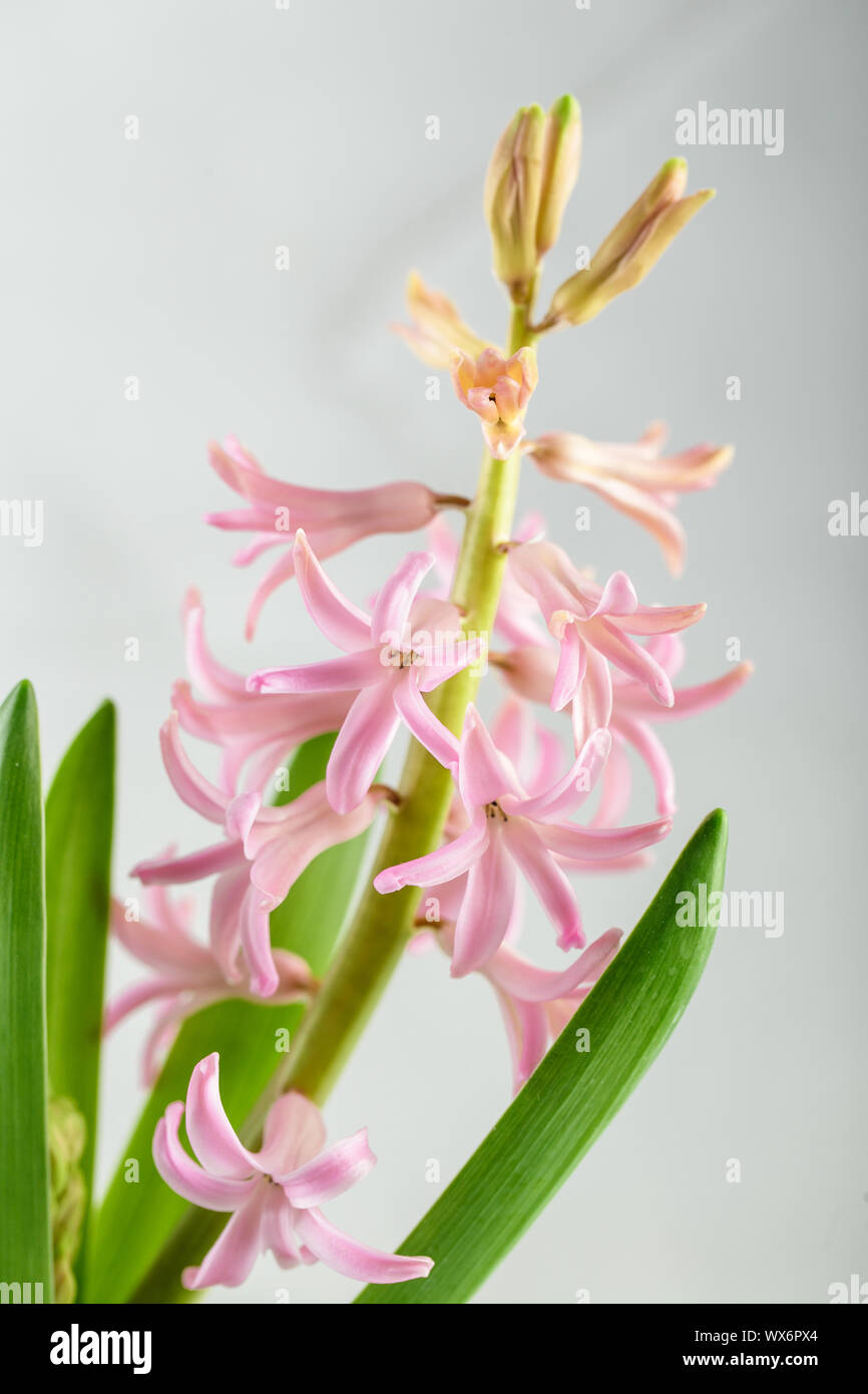 Rose peta Banque de photographies et d’images à haute résolution - Alamy