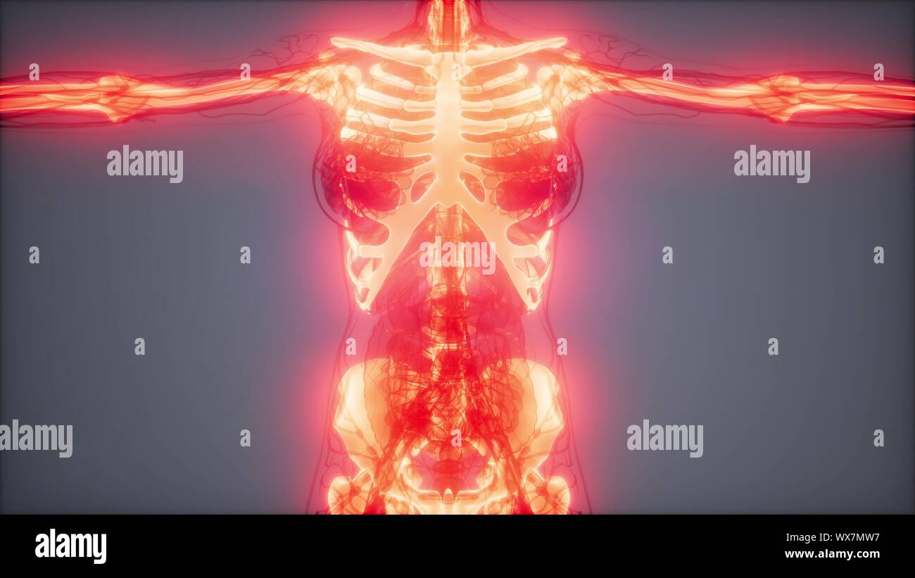 Corps Humain transparent avec les os visibles Photo Stock - Alamy