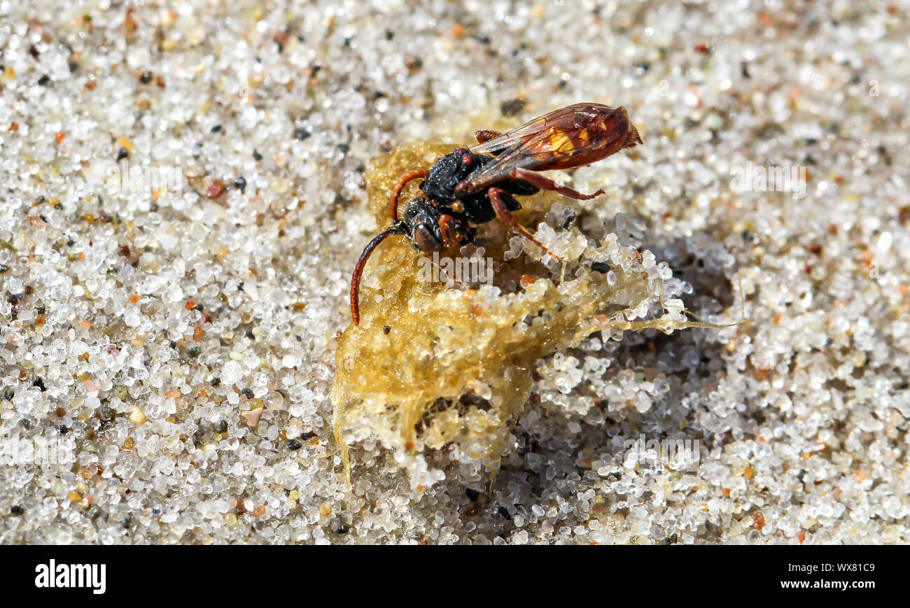 Frelon de sable Banque de photographies et d’images à haute résolution ...