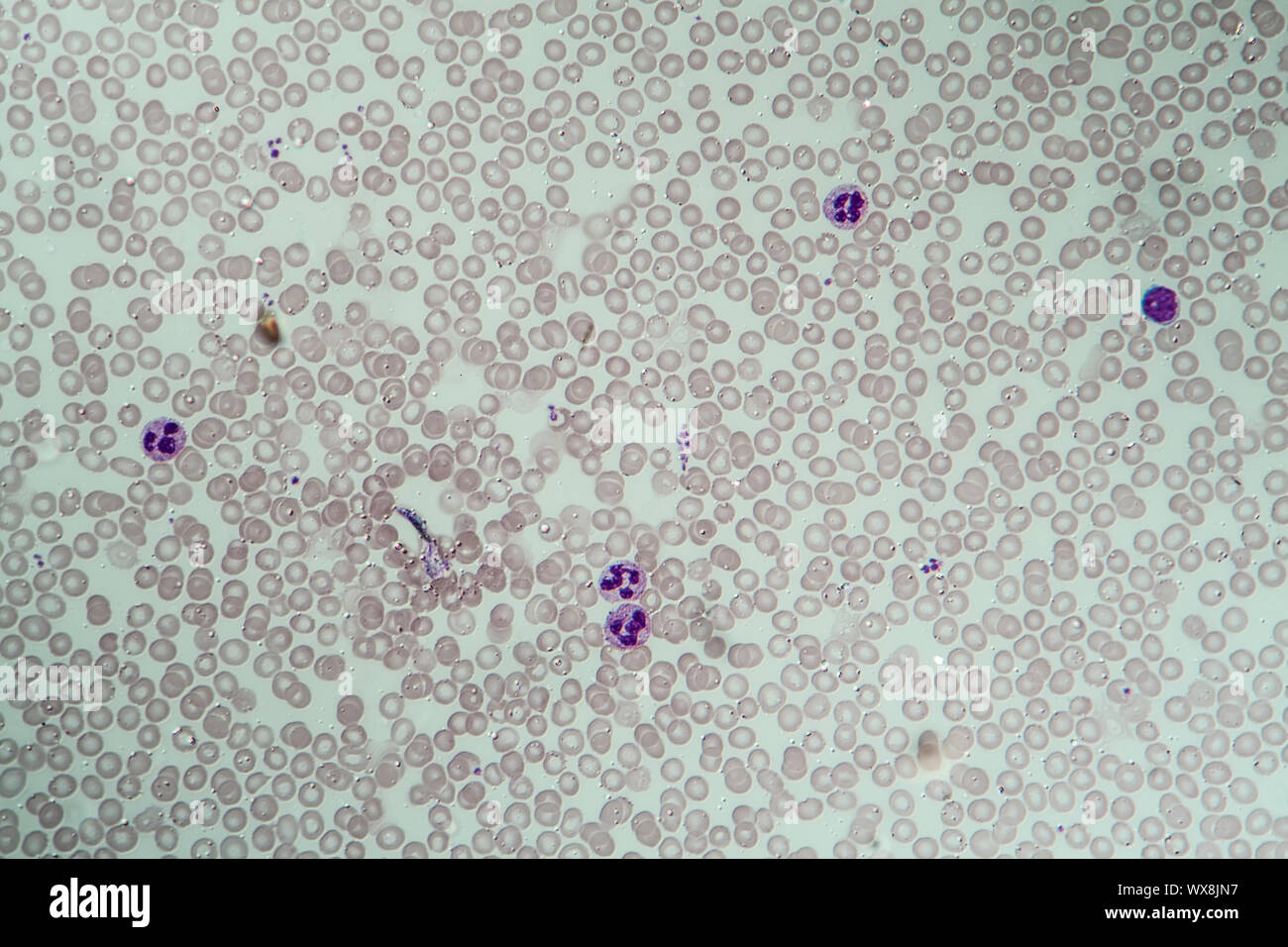 Cells Erythrocytes Banque d'image et photos - Alamy