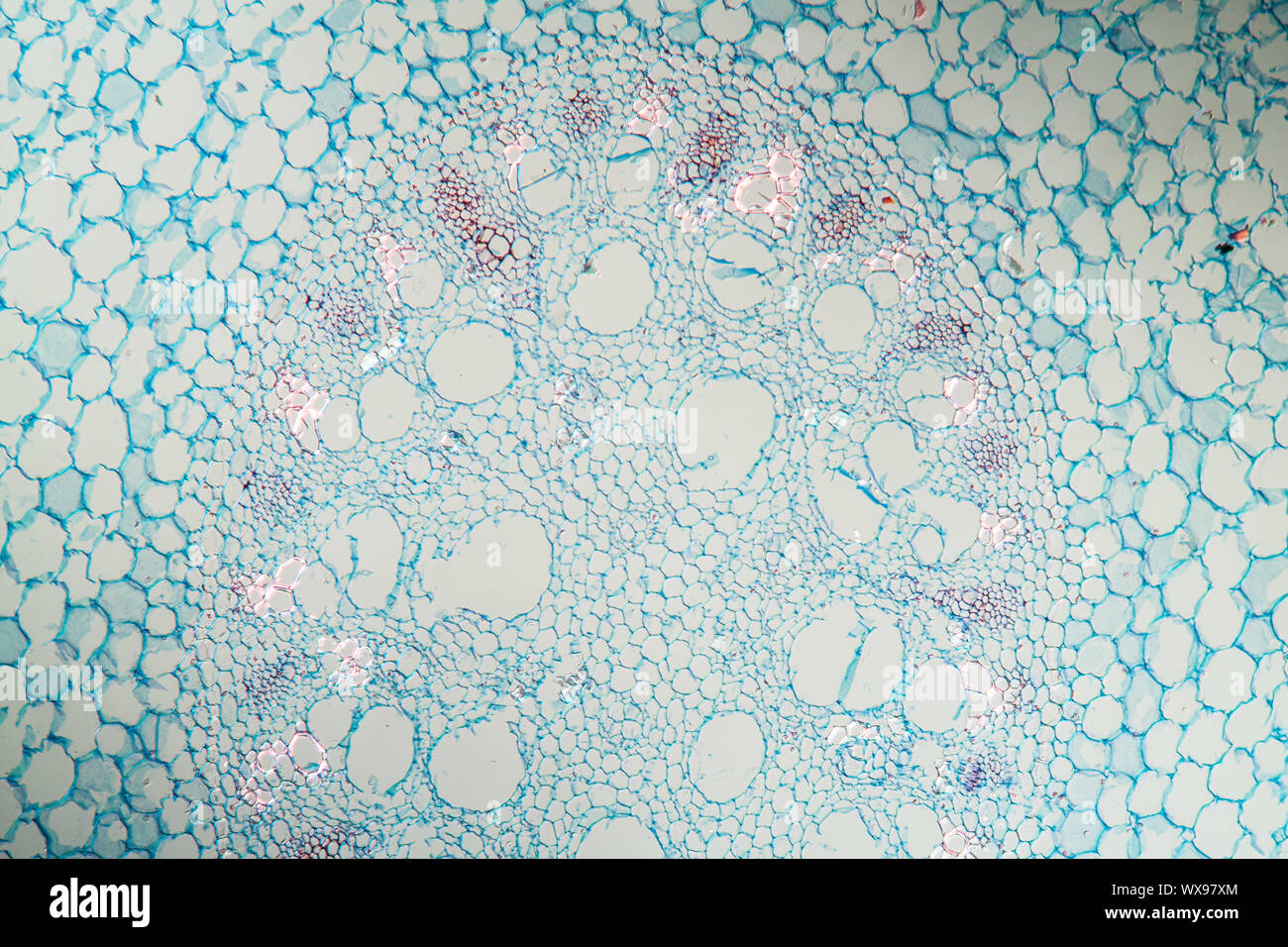 Racine aérienne Banque de photographies et d’images à haute résolution ...