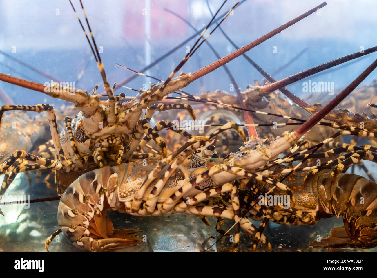 Homard canadien Banque de photographies et d’images à haute résolution ...