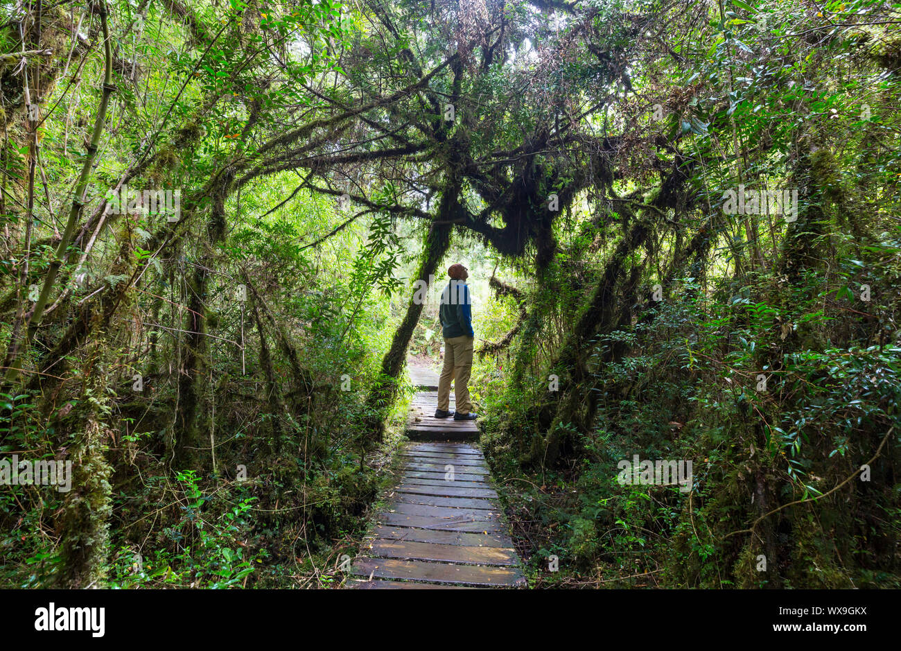 Promenade dans la forêt Photo Stock - Alamy