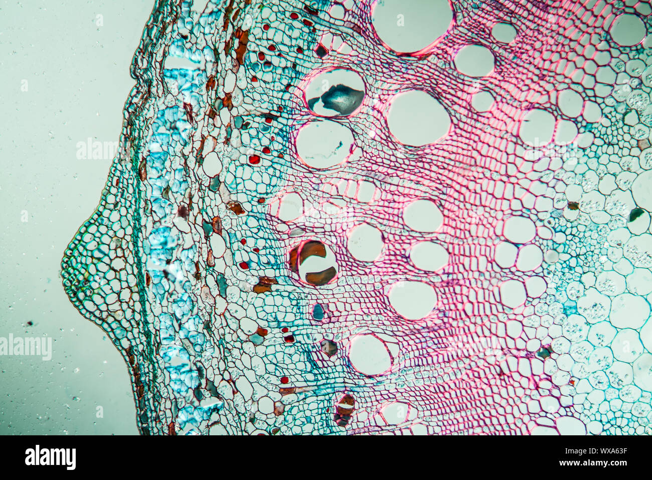 Plant cells microscope hop Banque de photographies et d’images à haute ...