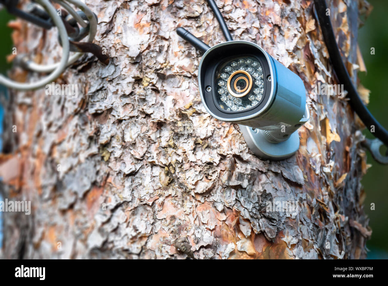 Surveillance des arbres Banque de photographies et d’images à haute ...
