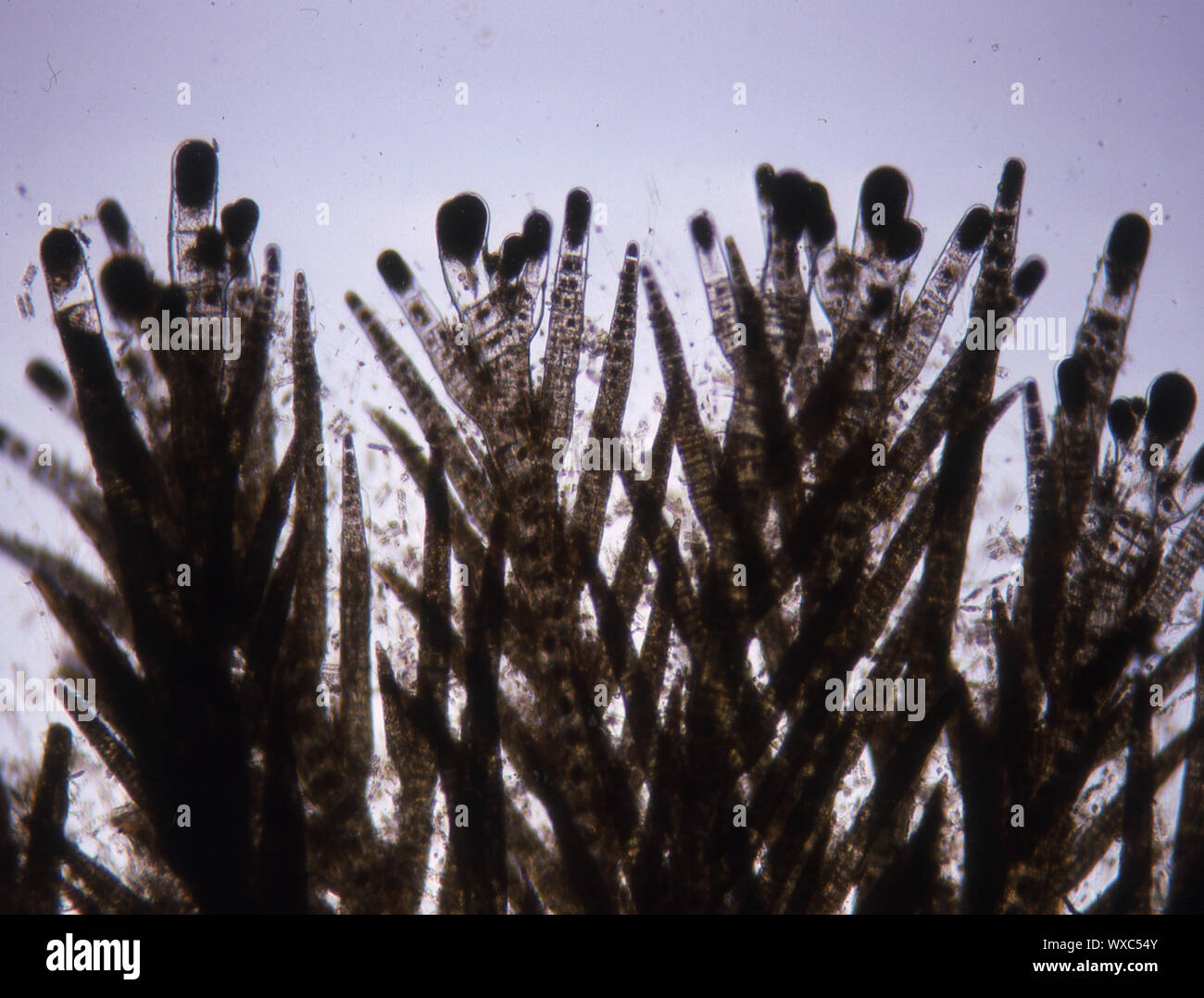 Eau De Mer Microscope Banque d'image et photos - Alamy