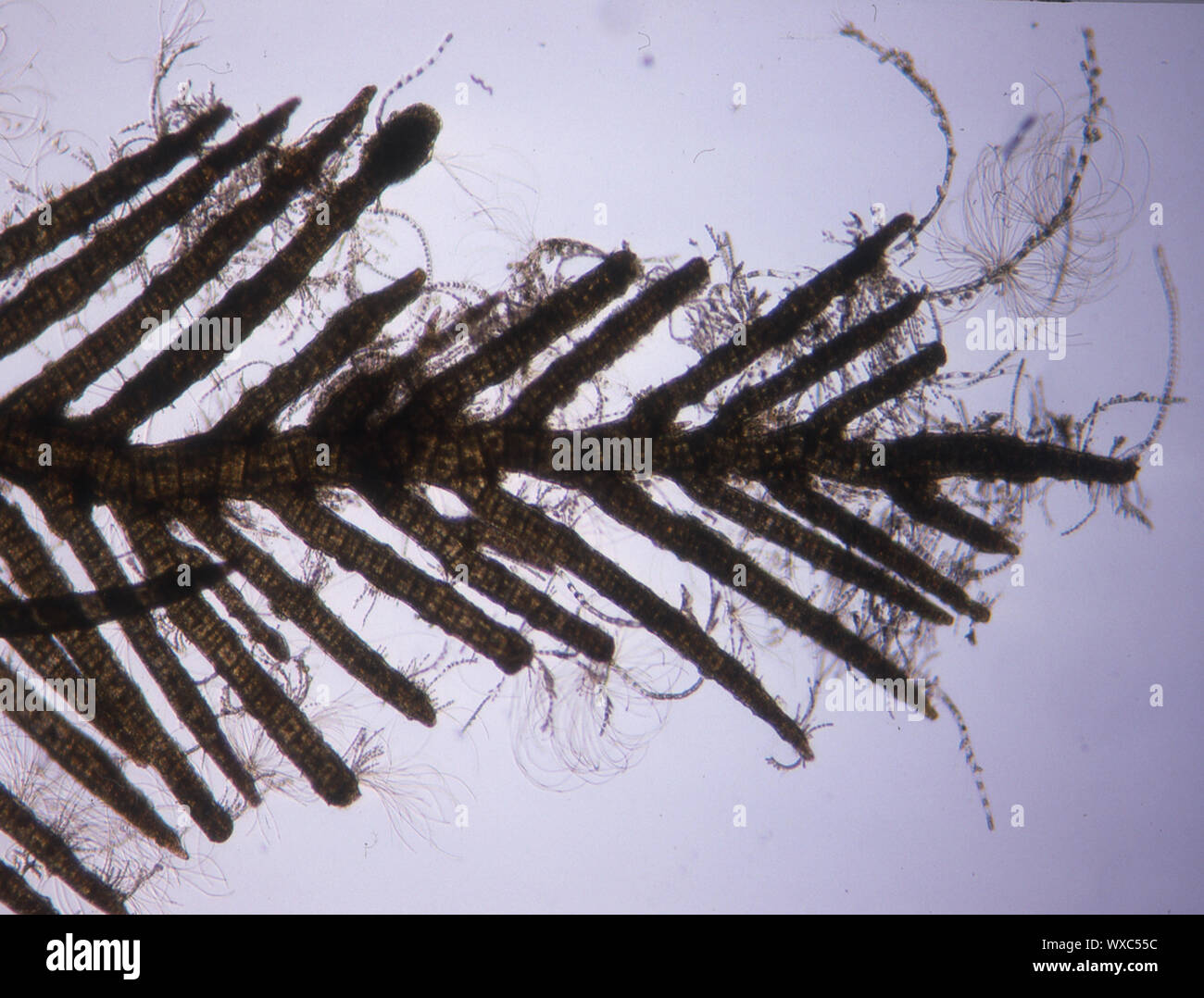 Eau De Mer Microscope Banque d'image et photos - Alamy