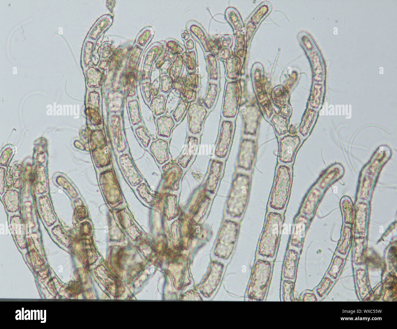 Eau de mer microscope Banque de photographies et d’images à haute ...