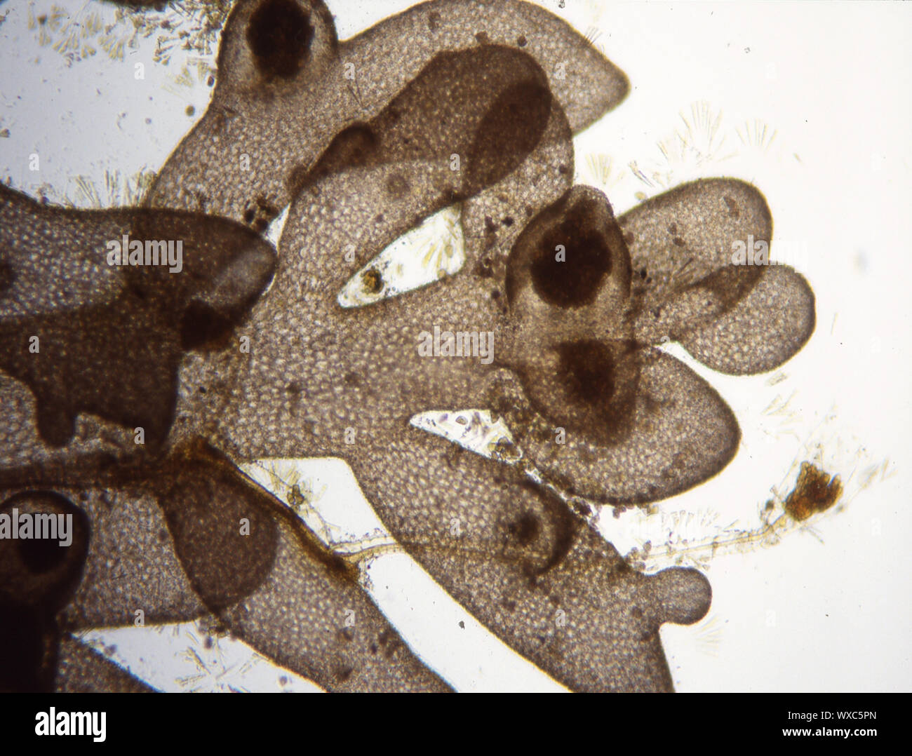 Eau De Mer Microscope Banque d'image et photos - Alamy