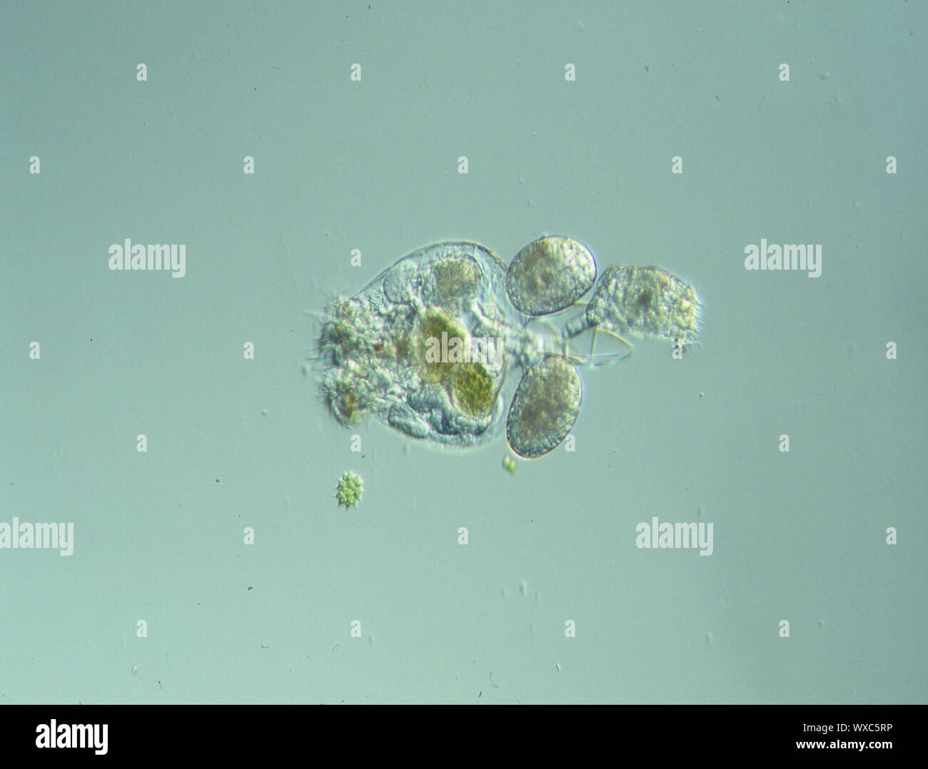 Bacteria under microscope Banque de photographies et d’images à haute ...