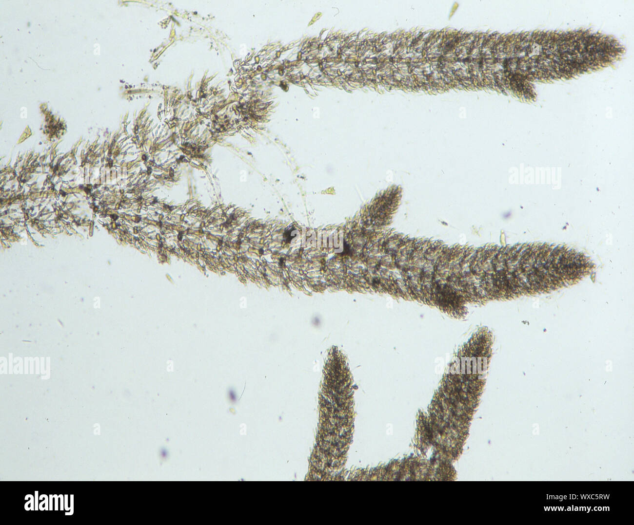 Eau De Mer Microscope Banque d'image et photos - Alamy