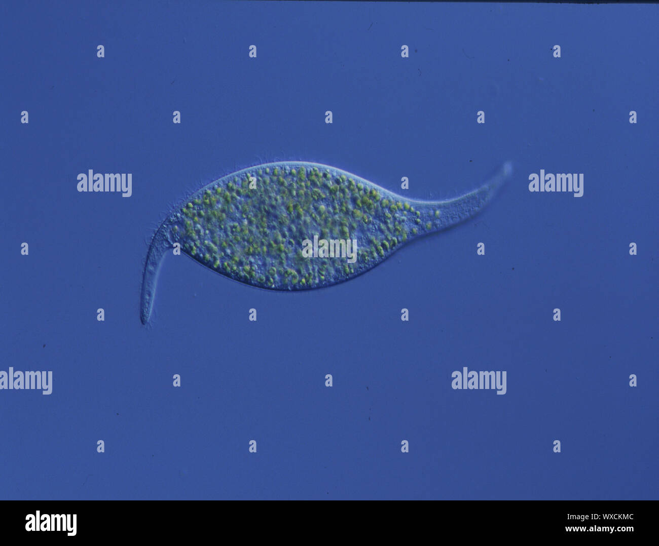 Piscine transparente Banque de photographies et d’images à haute ...