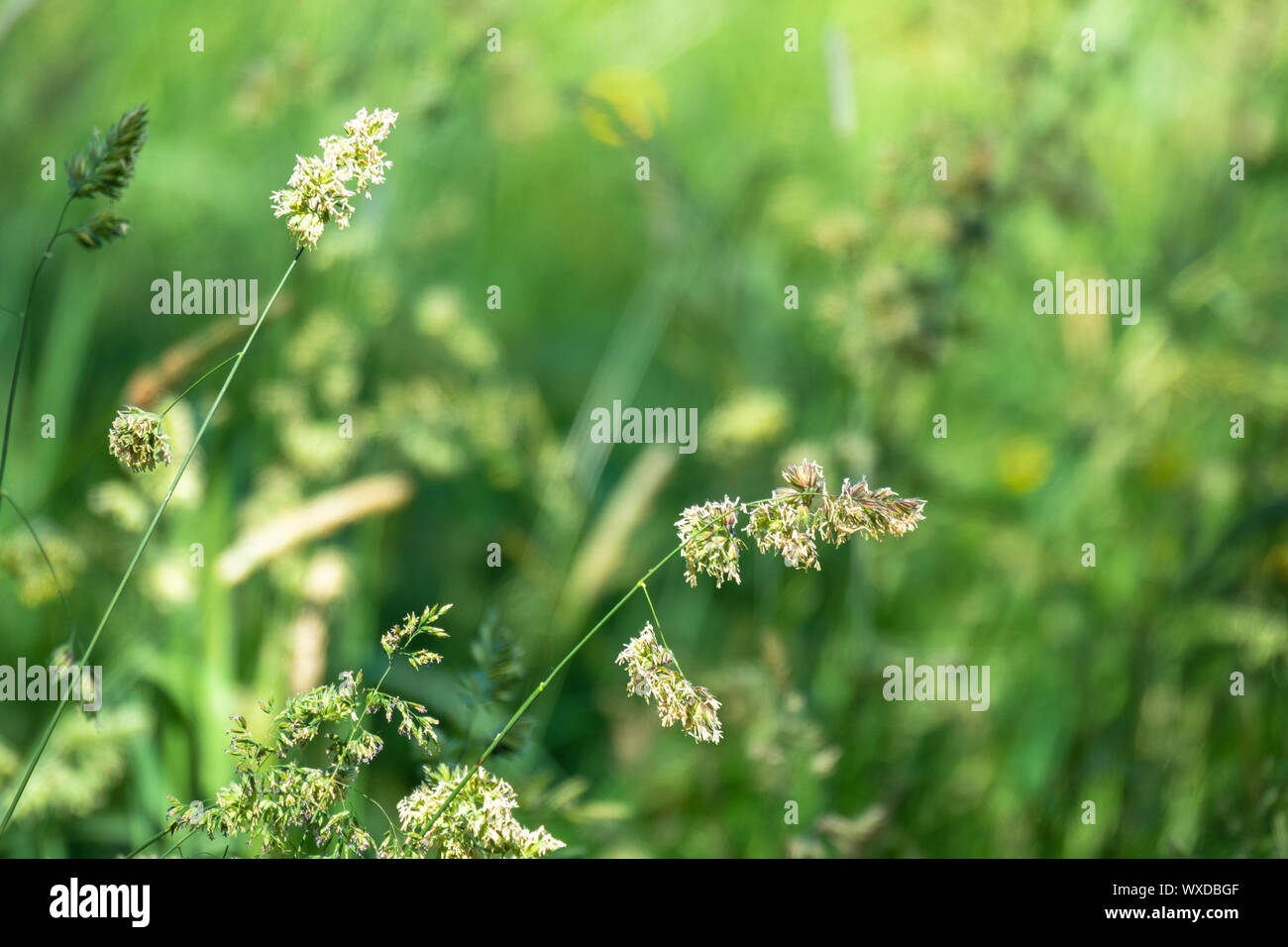 Gazon naturel Banque de photographies et d’images à haute résolution ...