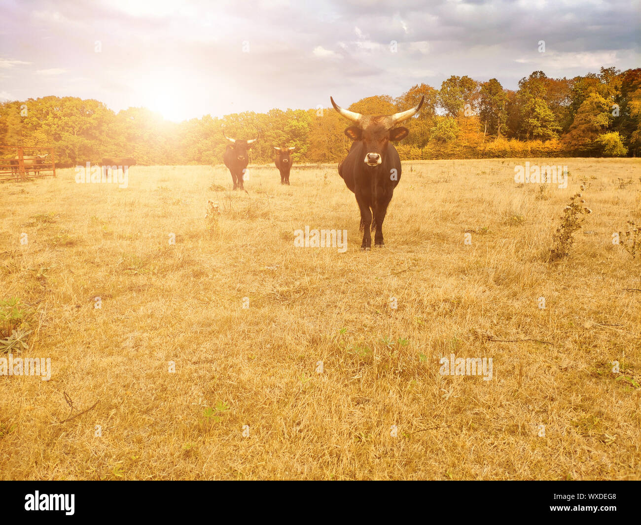 Bull Watusi Ankole, connue pour ses grandes cornes. La vache Ankole ...