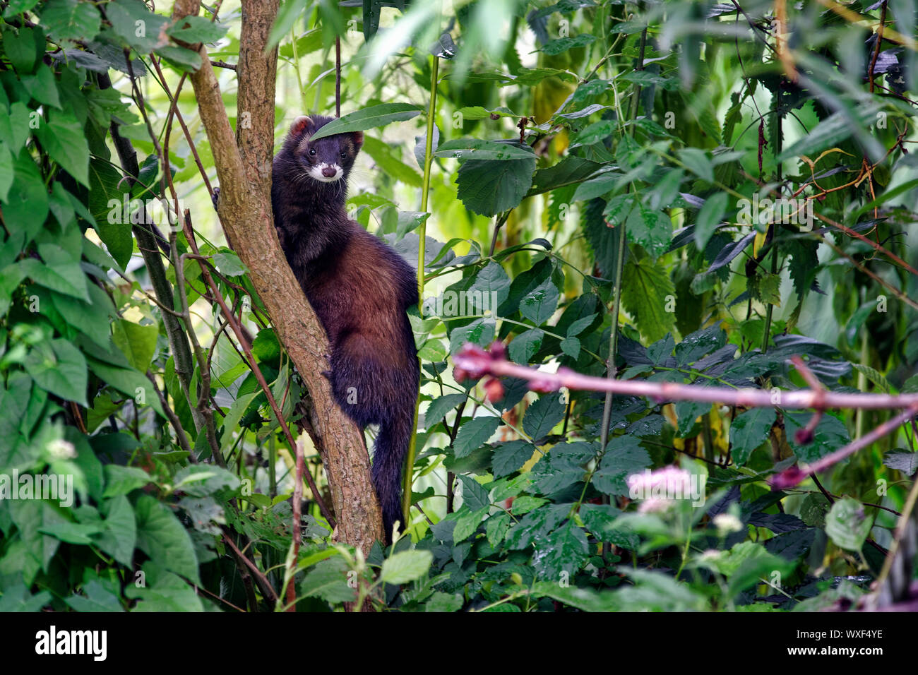 Putois commun Banque de photographies et d’images à haute résolution ...
